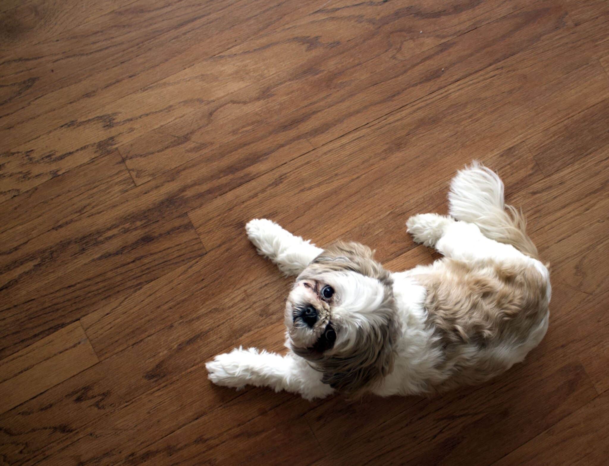 Flooring Considerations for Homes with Pets – Lady Baltimore Floors